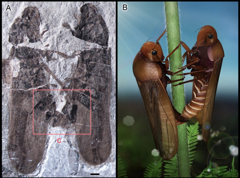 Found The Earliest Fossilized Insect Sex Realclearscience