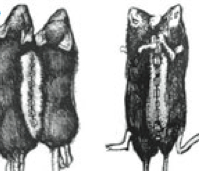Science's Long History of Sewing Two Animals Together | RealClearScience