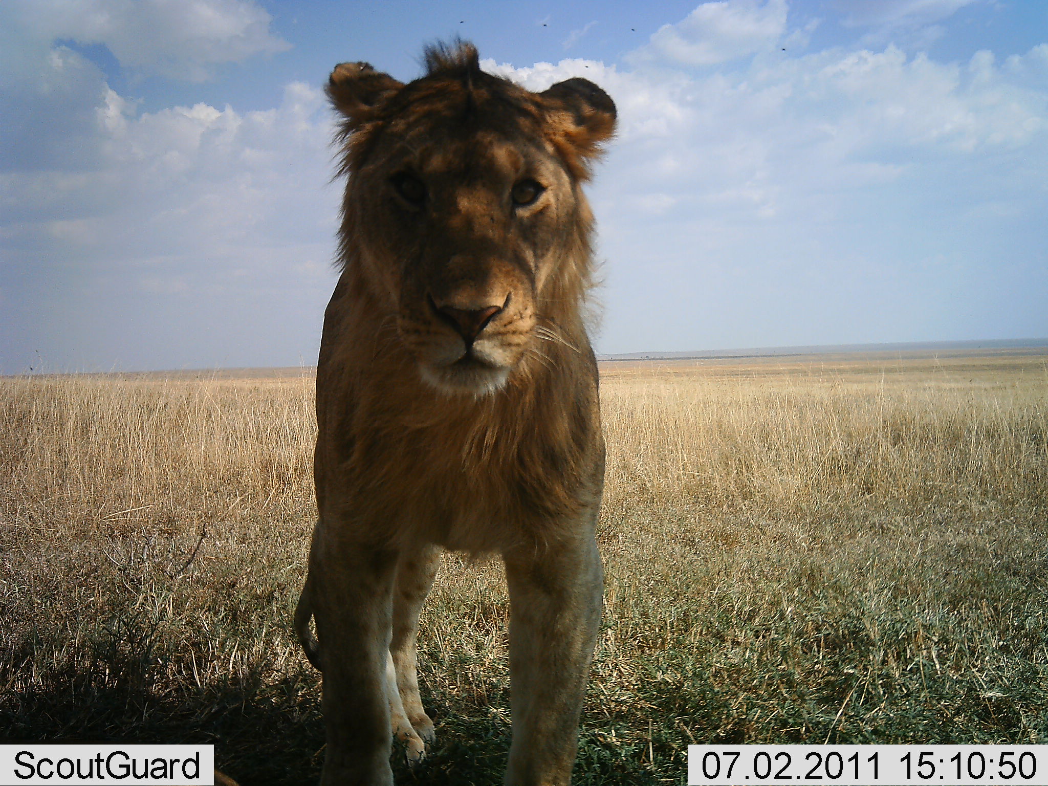 Looking Tough There, Lion | RealClearScience