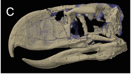 Meet the 'Terror Birds' | RealClearScience