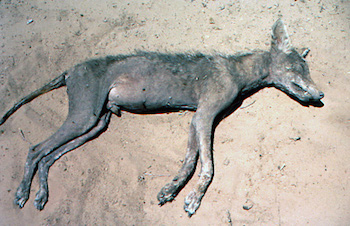 El Chupacabra | RealClearScience