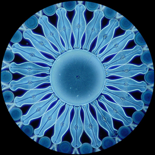 Oceanic Diatom | RealClearScience