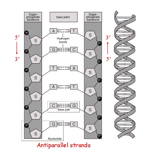 #7. Click Chemistry Makes 'Unnatural' DNA | RealClearScience