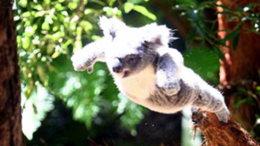 The Drop Bear | RealClearScience