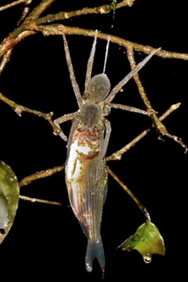 Ctenid Spider | RealClearScience