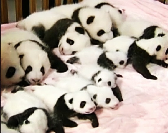 14 Panda Babies | RealClearScience