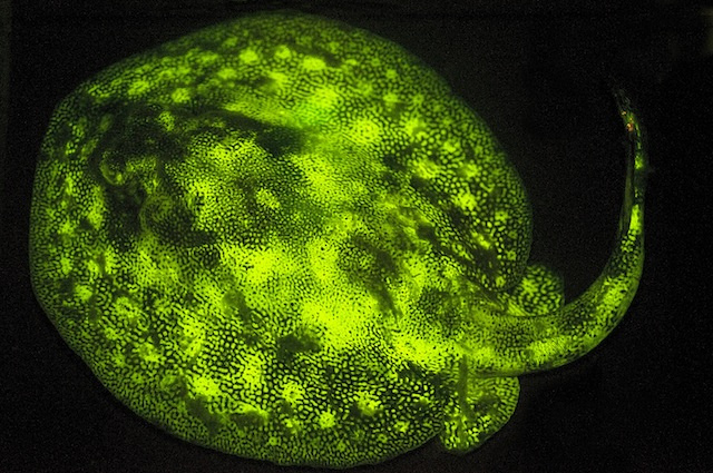 Ray | RealClearScience