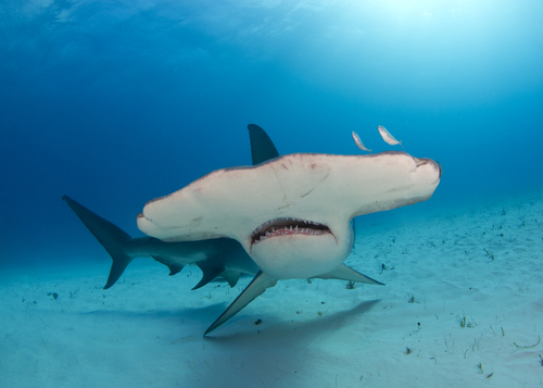 Why Does the Hammerhead Shark Have a Hammer Head? | RealClearScience