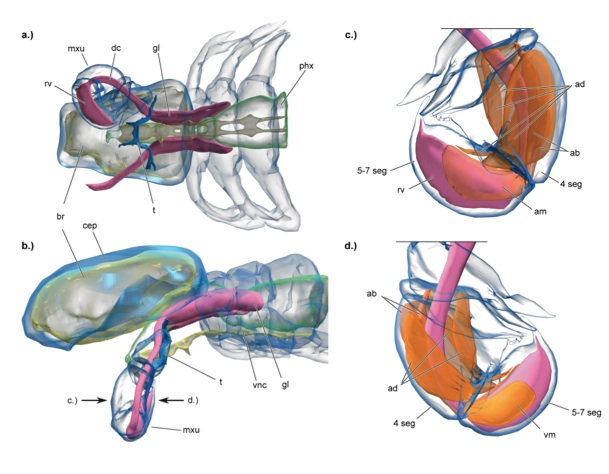 First Venomous Crustacean Sucks Out Prey's Insides | RealClearScience